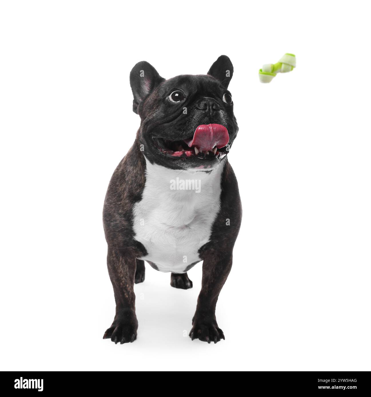 Cute dog and flying chew bone on white background. Pet care Stock Photo ...