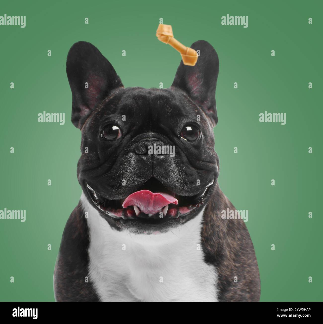 Cute dog and flying chew bone on green background. Pet care Stock Photo ...
