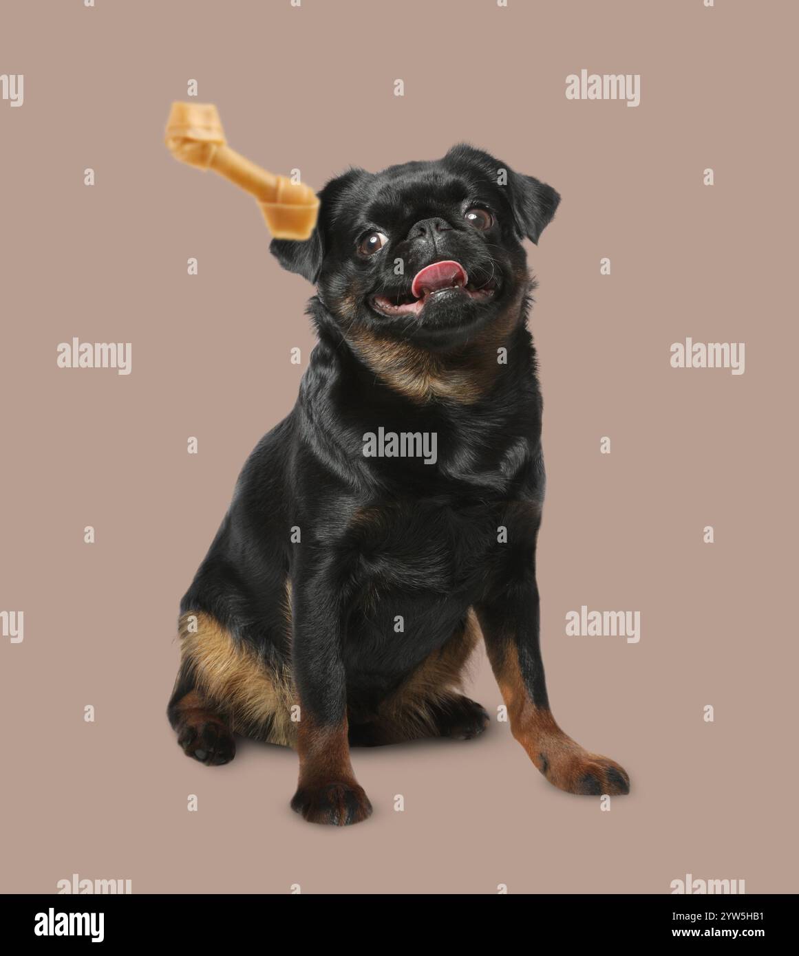 Cute dog and flying chew bone on dusty pink background. Pet care Stock ...