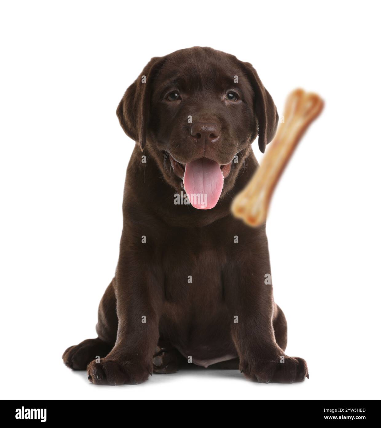Cute puppy and flying chew bone on white background. Pet care Stock ...