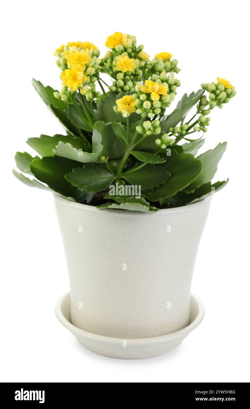 One beautiful kalanchoe flower in pot isolated on white Stock Photo - Alamy