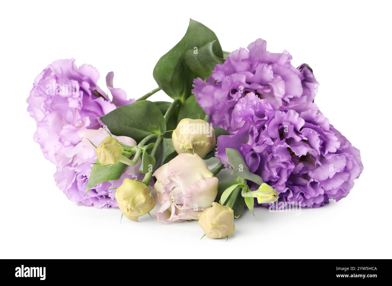 Beautiful violet eustoma flowers with green leaves isolated on white ...