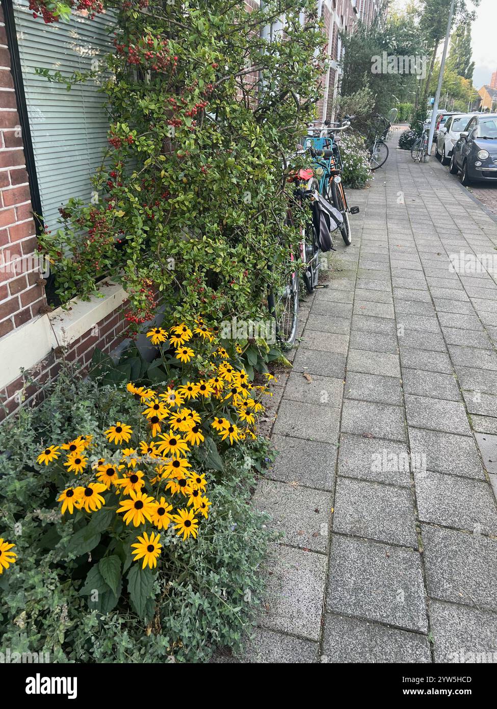 Beautiful orange rudbeckia flowers growing near building outdoors Stock ...