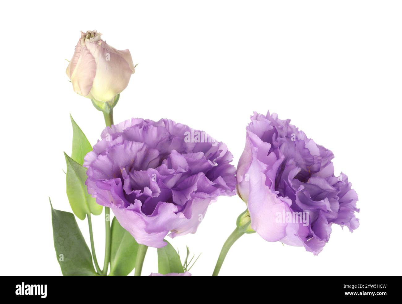 Beautiful violet eustoma flowers with green leaves isolated on white ...