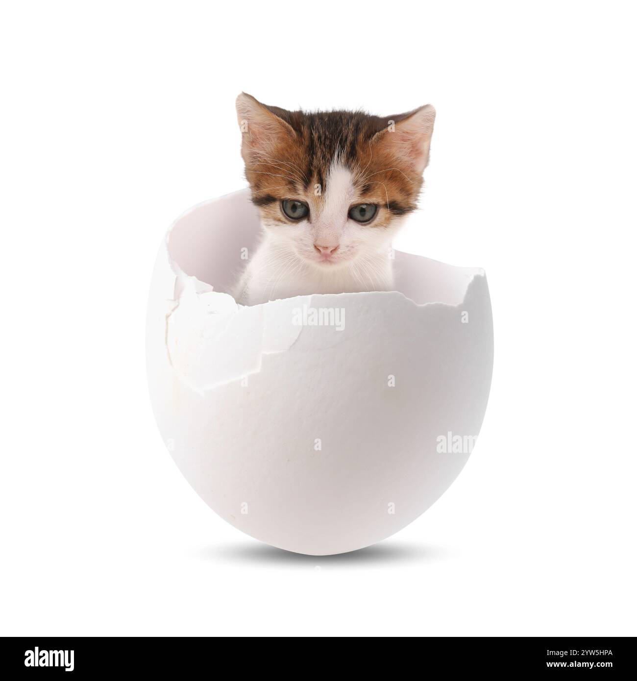 Cute kitten looking out of cracked eggshell on white background. Baby ...
