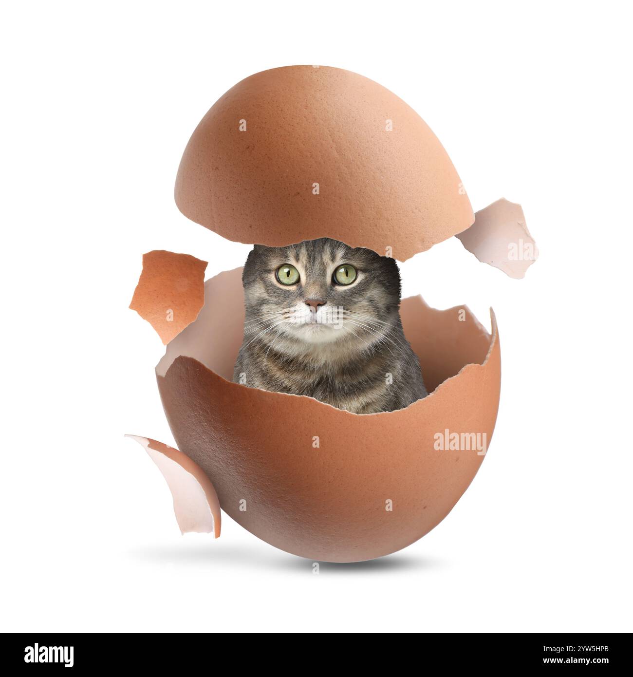 Cute cat looking out of cracked eggshell on white background Stock ...