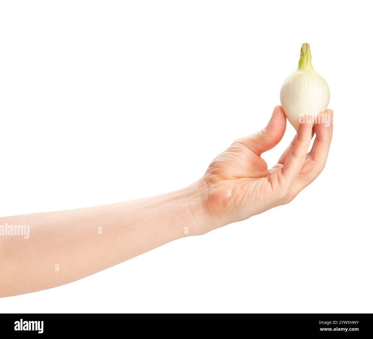 white young onion in hand path isolated on white Stock Photo - Alamy