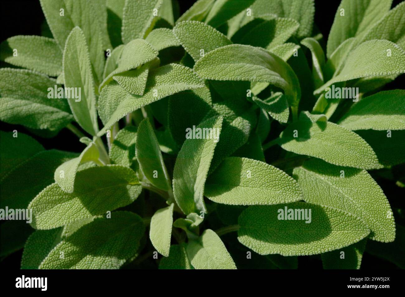 Salvia officinalis in full growing season Stock Photo - Alamy