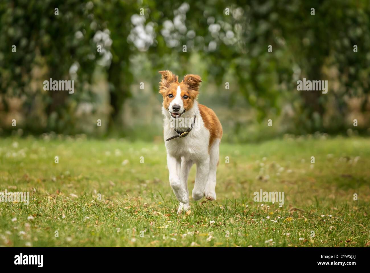 Border Collie cross puppy dog playing in the field in Berkshire Stock ...