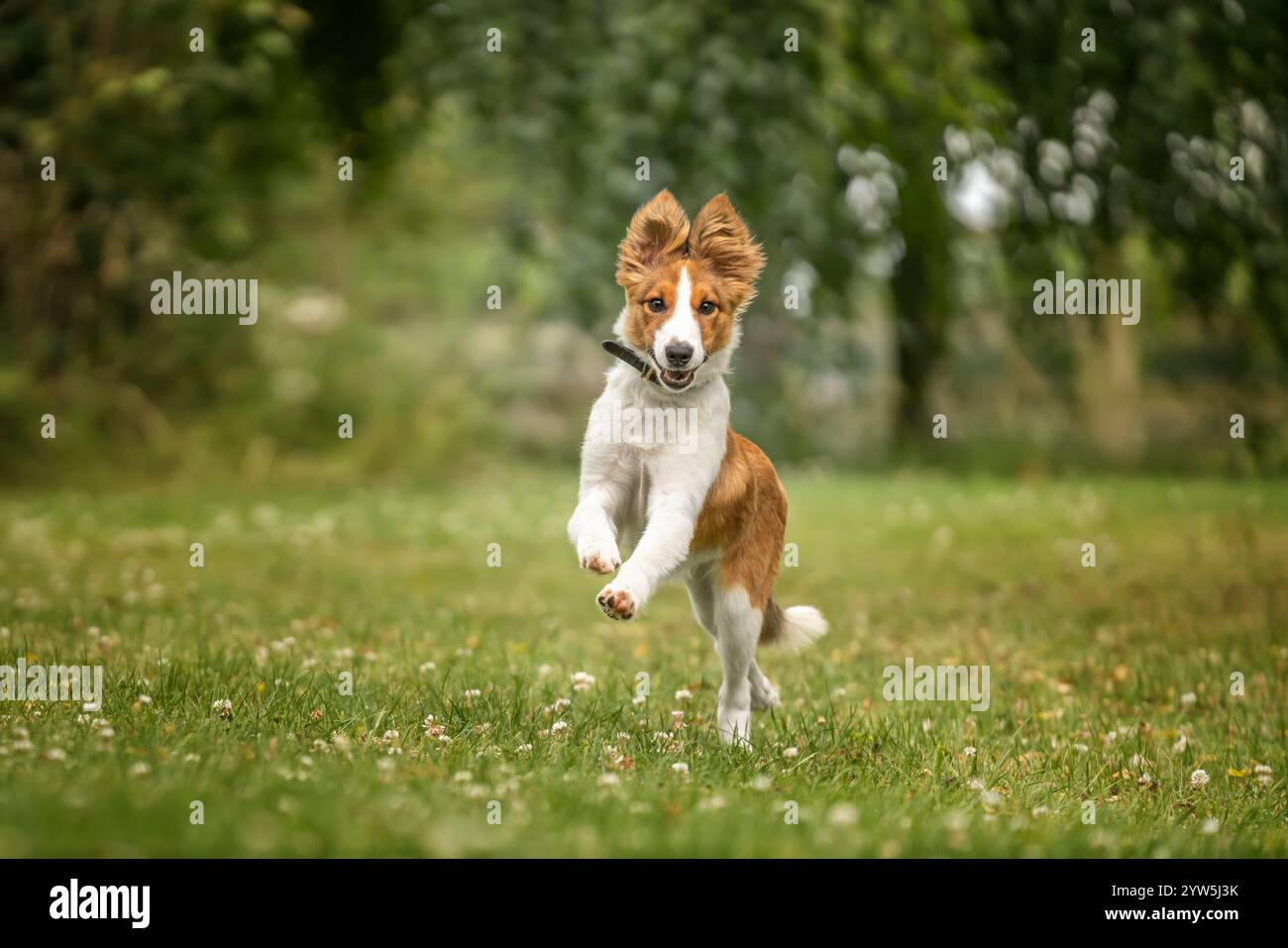 Border Collie cross puppy dog playing in the field in Berkshire Stock ...
