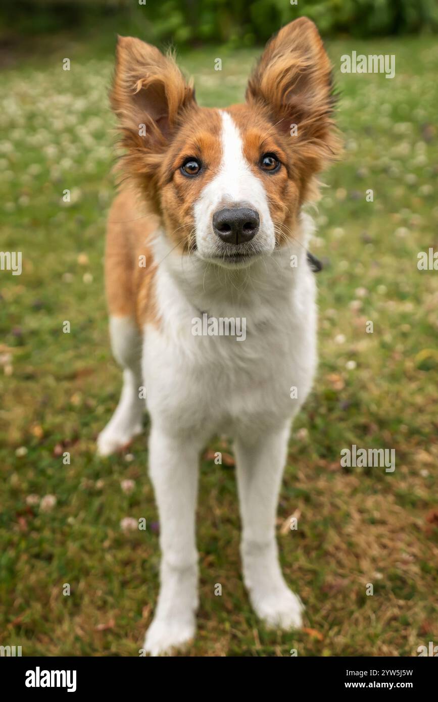 Border Collie cross puppy dog playing in the field in Berkshire Stock ...