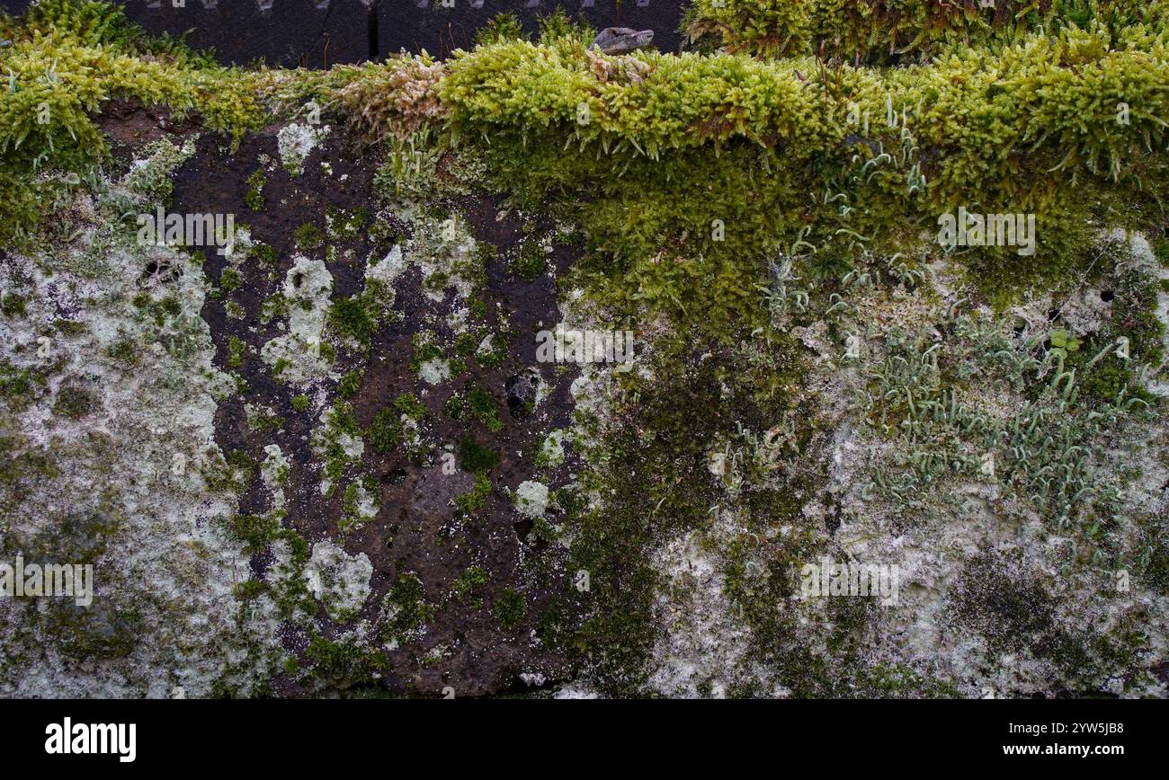 Moss and lichen covering a stone wall. Netherlands Stock Photo - Alamy