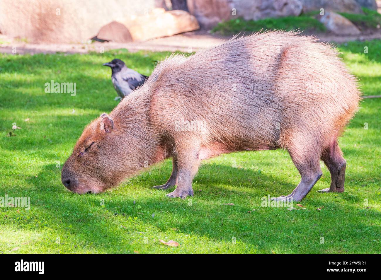 A large capybara walks on the green grass in the park. South American ...