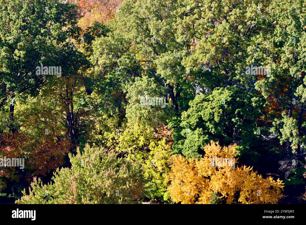 Aerial view of Lakewood, Ohio, west of downtown Cleveland, fall 2024 ...