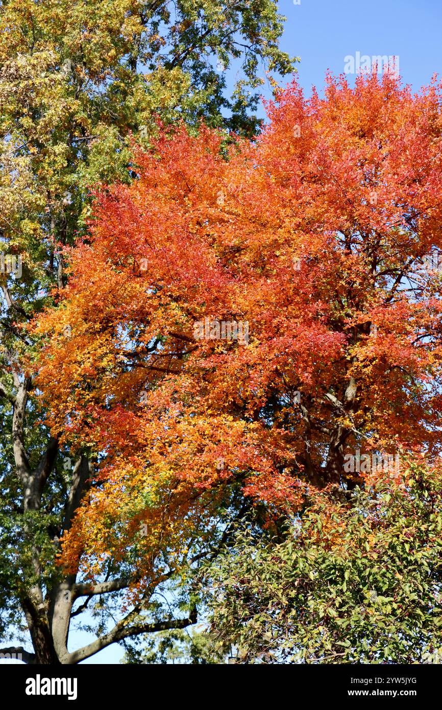 Fall colors in Lakewood, Ohio, west of downtown Cleveland, 2024 Stock ...
