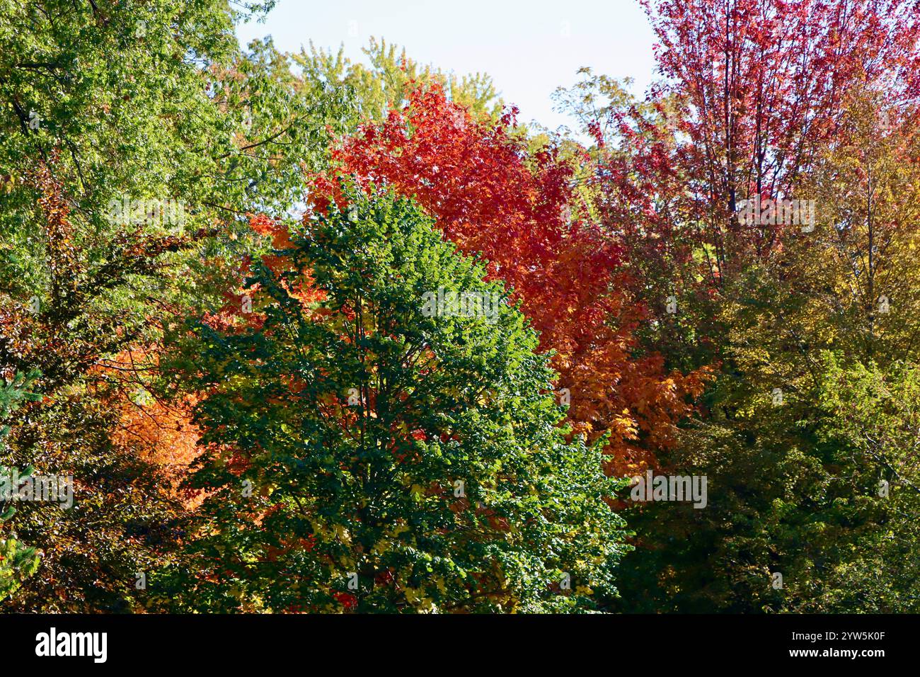 Trees with fall colors in Lakewood, Ohio, west of downtown Cleveland ...