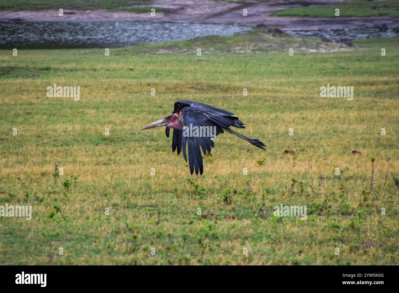 A marabou stork flies over the savannah in Hwange National Park ...