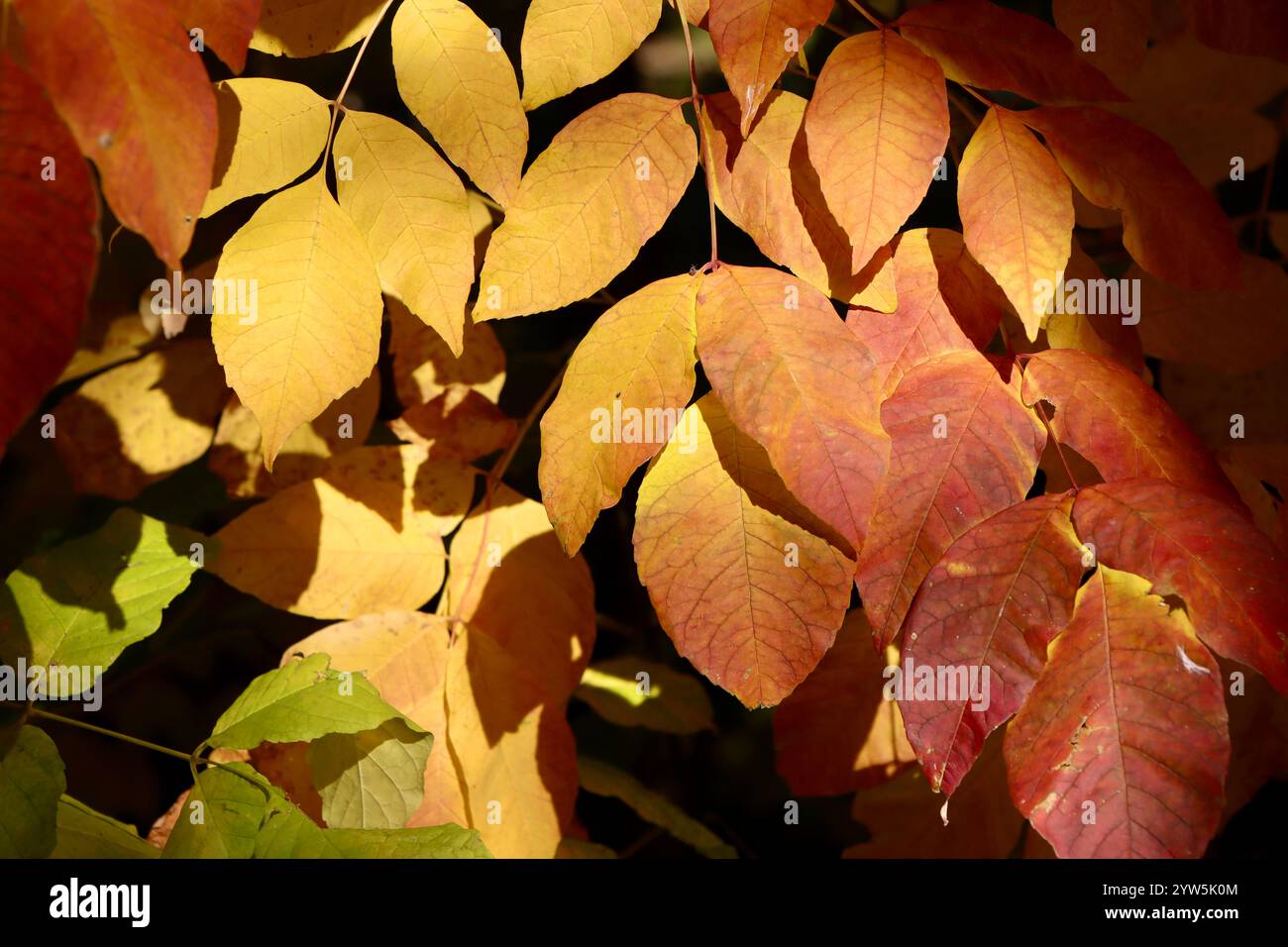 Fall colors in Lakewood, Ohio, west of downtown Cleveland, 2024 Stock ...
