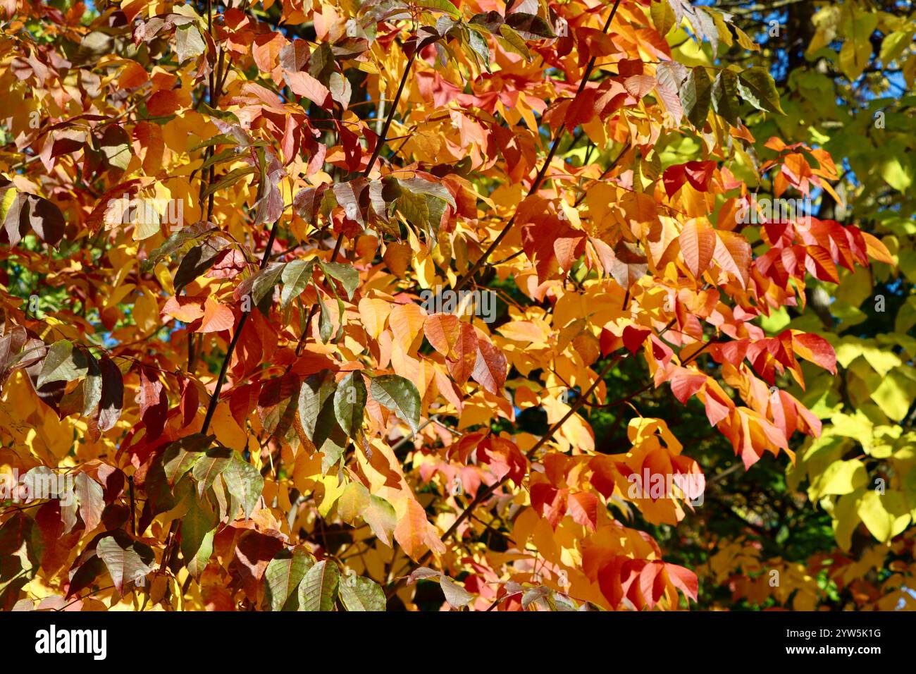 Fall colors in Lakewood, Ohio, west of downtown Cleveland, 2024 Stock ...