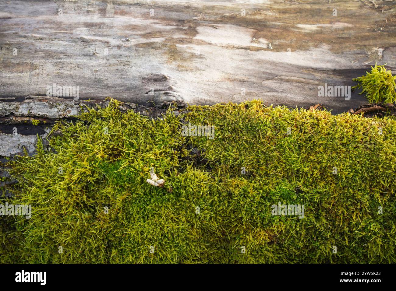 Dead moss hi-res stock photography and images - Alamy