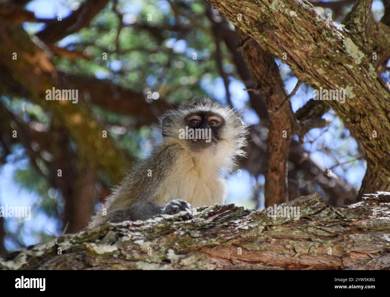 A young vervet monkey on a tree in a nature reserve in Zimbabwe. Credit ...