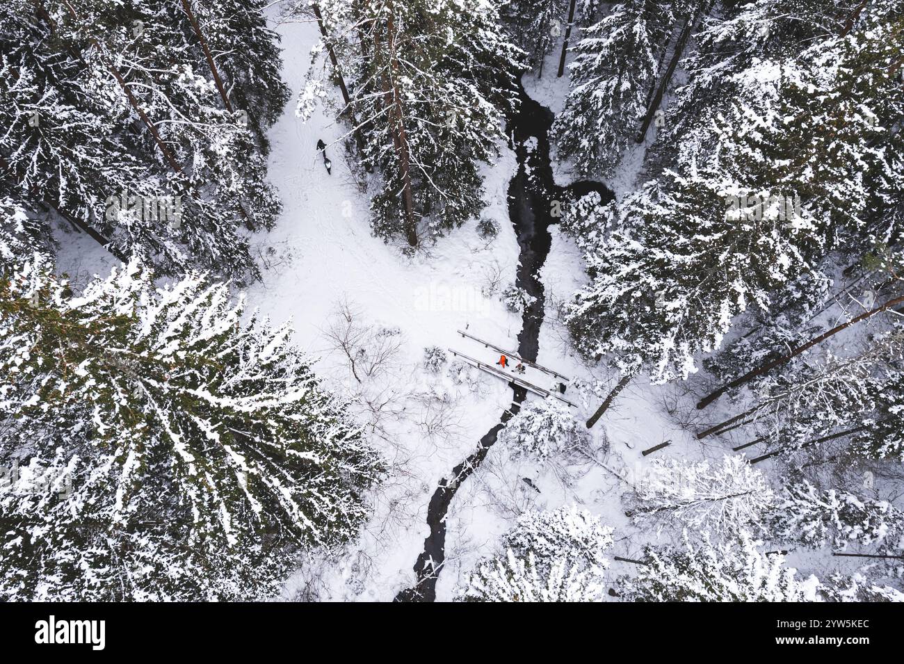 Top down view of frozen forest and cold river in winter. The trees are ...