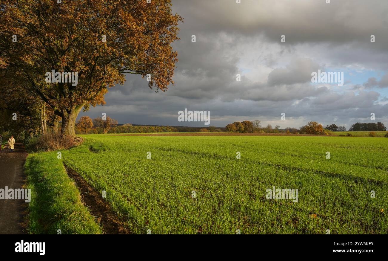 Green farmland with an adjacent path and trees under scattered sunlight ...