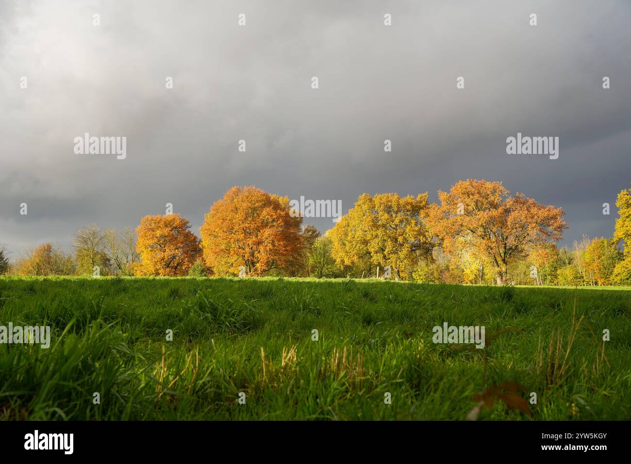 Dark green trees autumn colours hi-res stock photography and images - Alamy