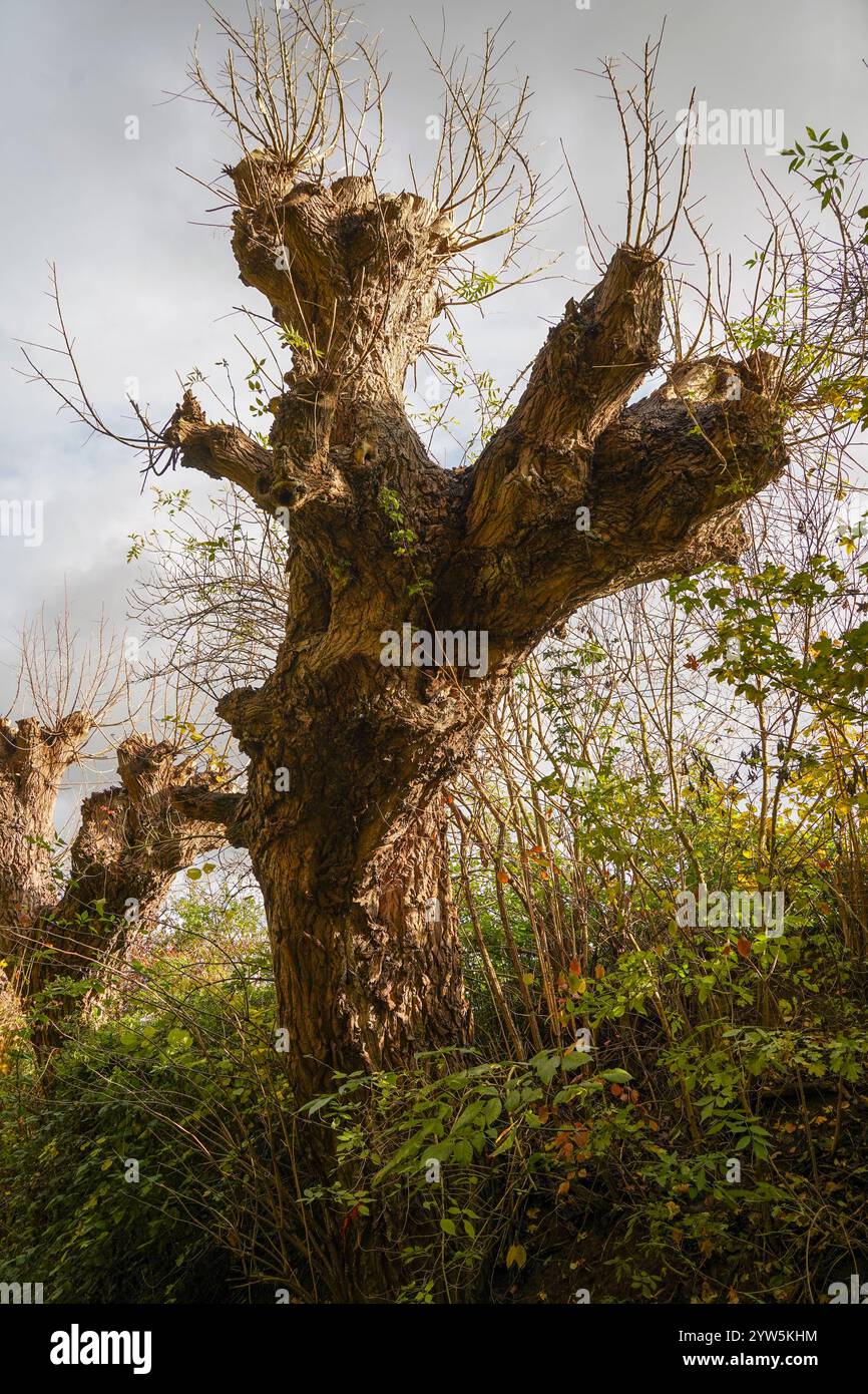 Shaped willows hi-res stock photography and images - Alamy
