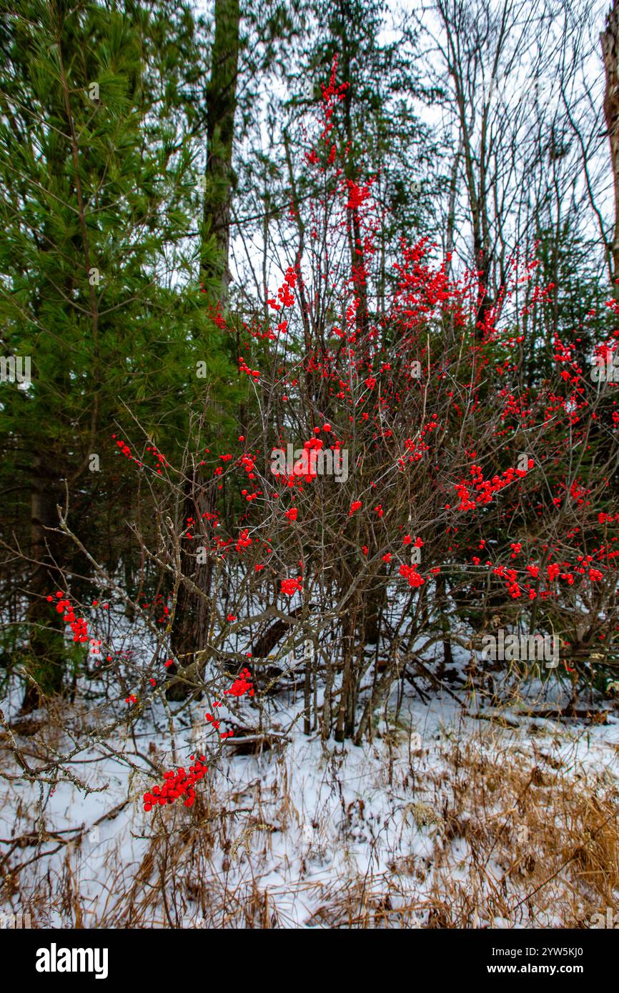 Red winterberry tree hi-res stock photography and images - Alamy