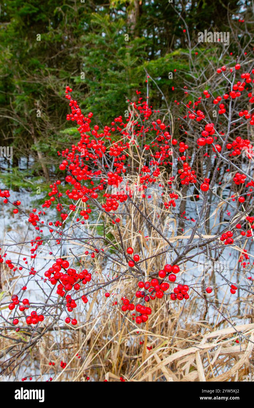 Winterberry (Ilex verticillata) in a Wisconsin forest with snow ...