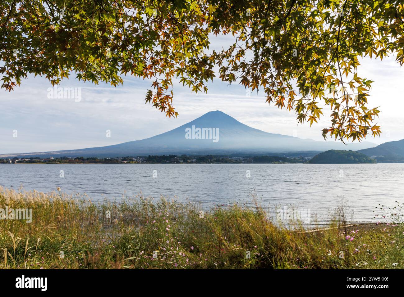Autumn nature around Mount Fuji in Japan, Oishi Park near Kawaguchiko Lake, maple leaves Stock ...