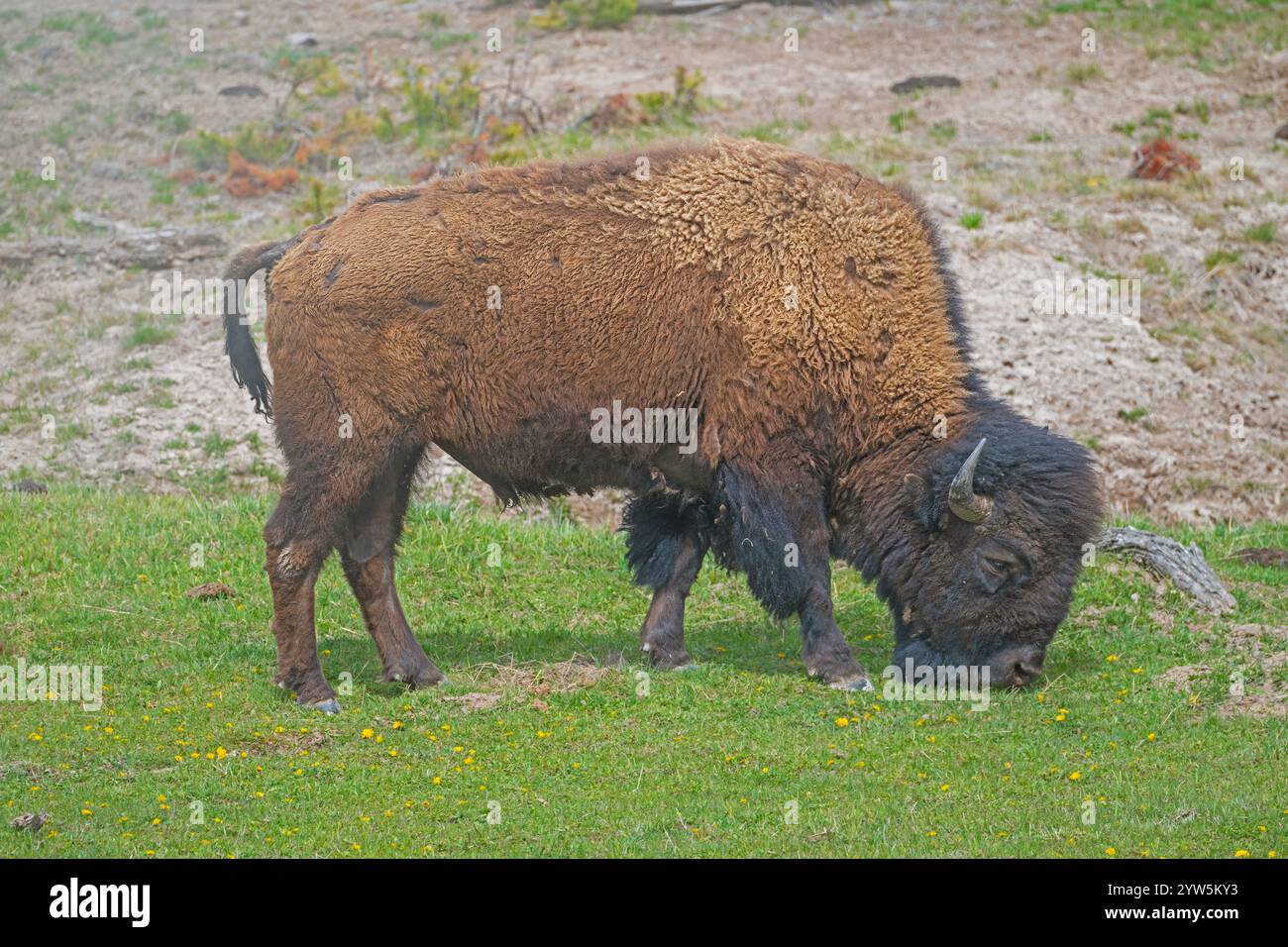 Close up of bison hi-res stock photography and images - Alamy
