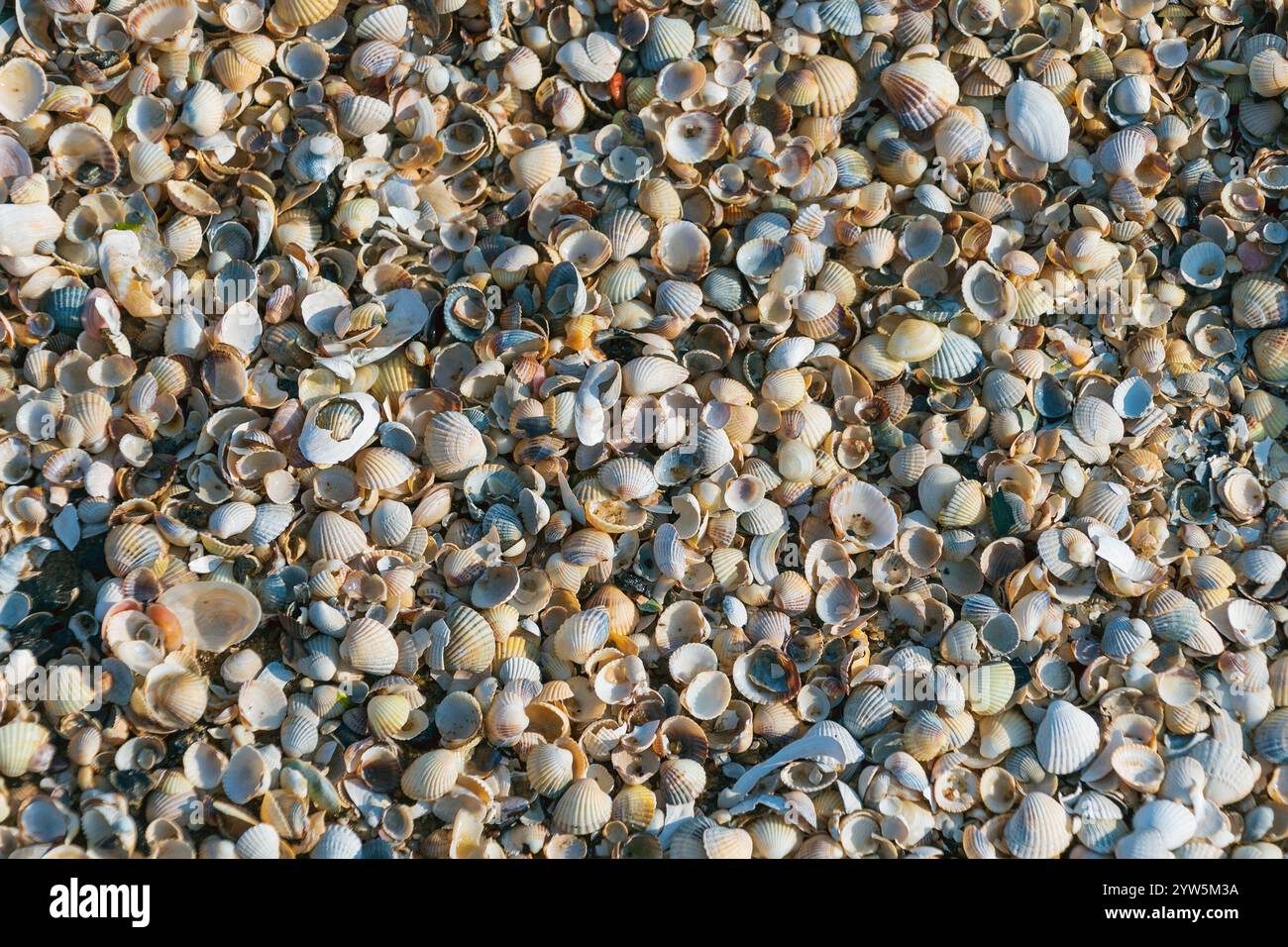 Many small shells on the seashore. Natural backgrounds and textures ...