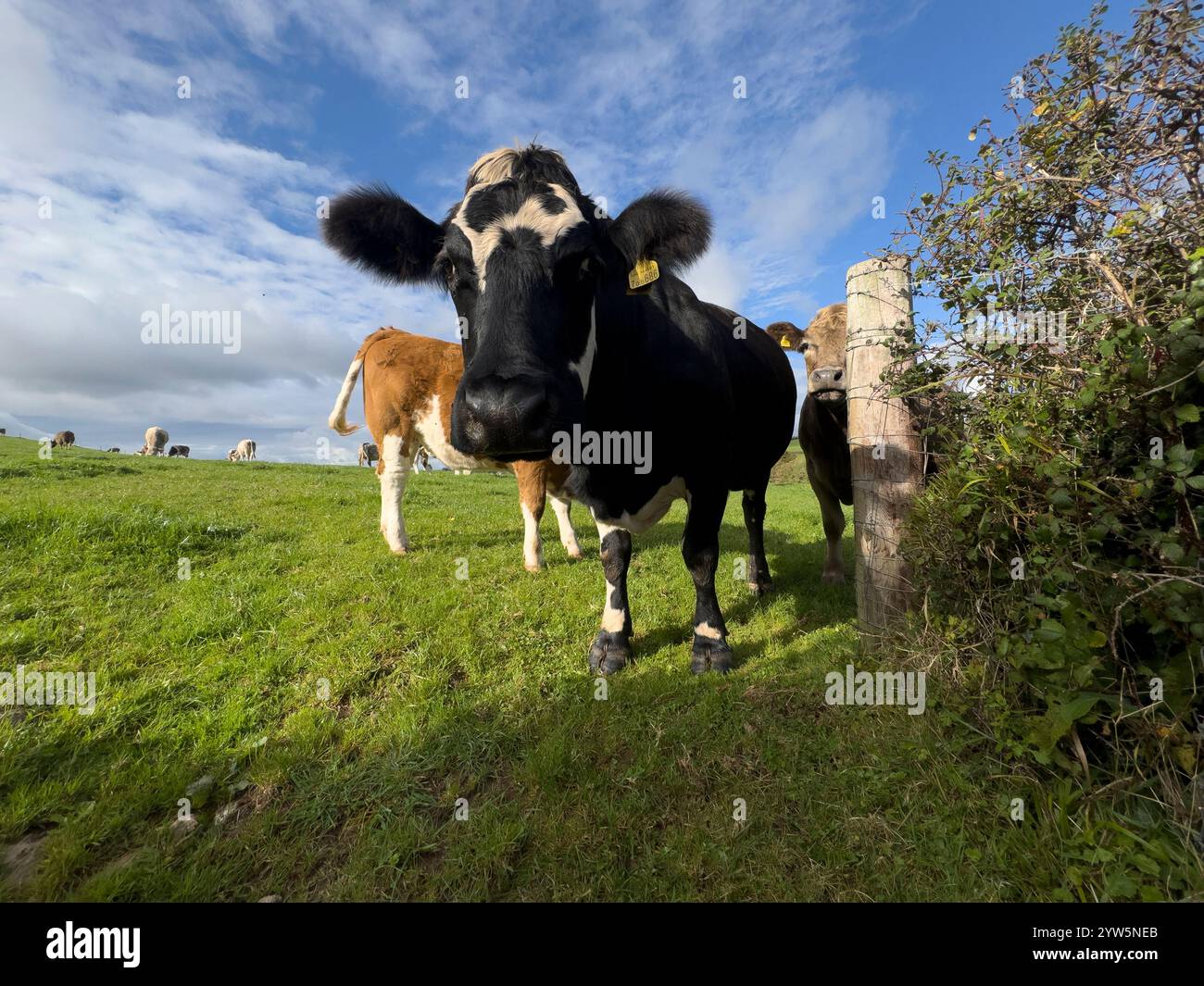 Grazing cows green agriculture hi-res stock photography and images - Alamy