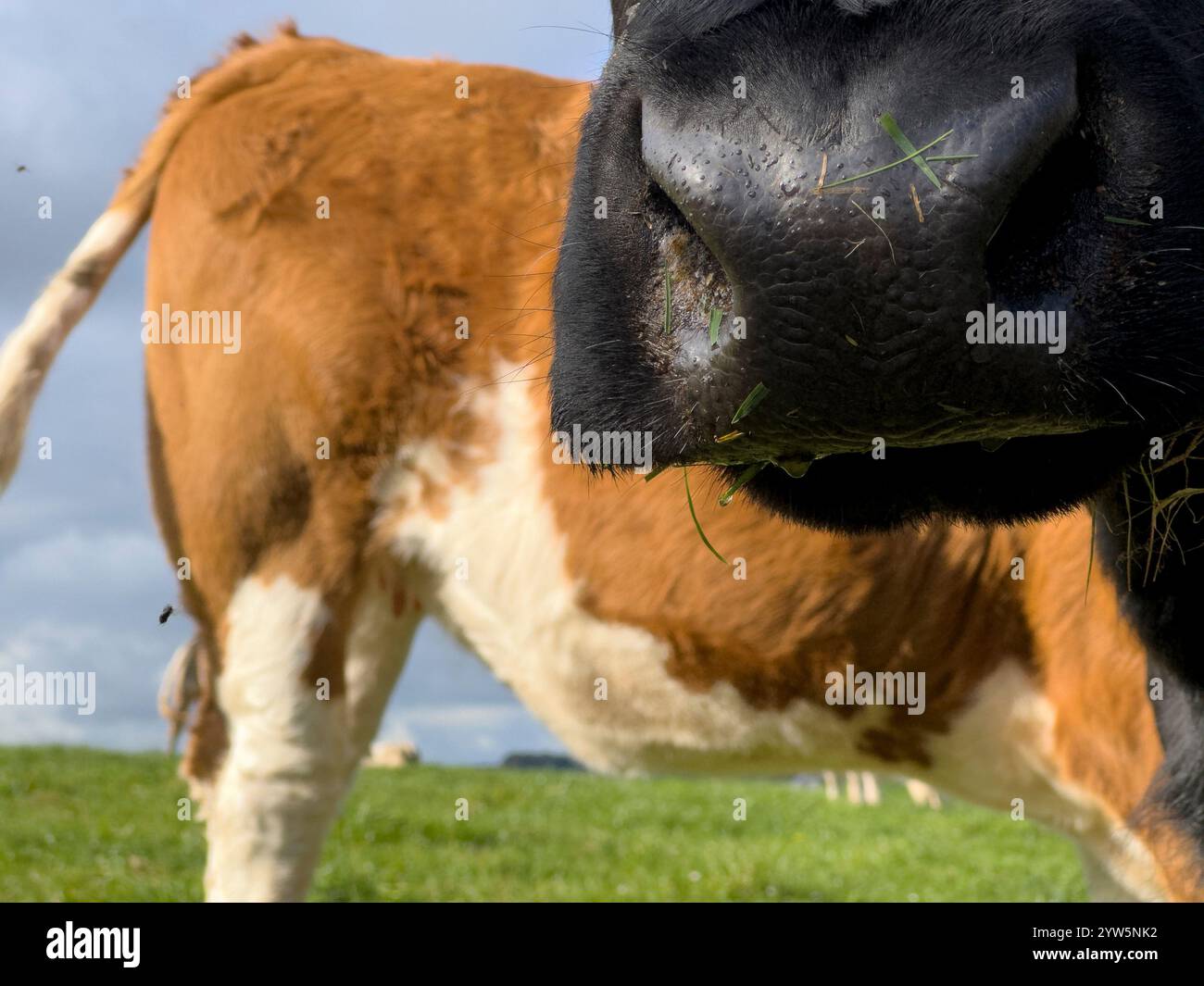 Close up cows on field hi-res stock photography and images - Alamy