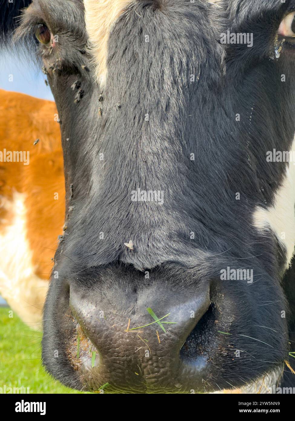 Grazing cows green agriculture hi-res stock photography and images - Alamy
