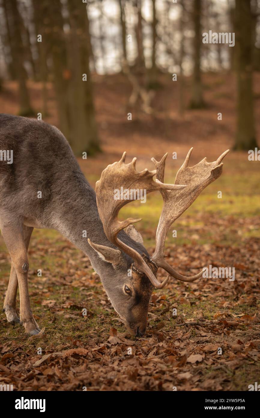 Common Fallow Deer in Autumn Forest Park in Czech Republic. Horned ...