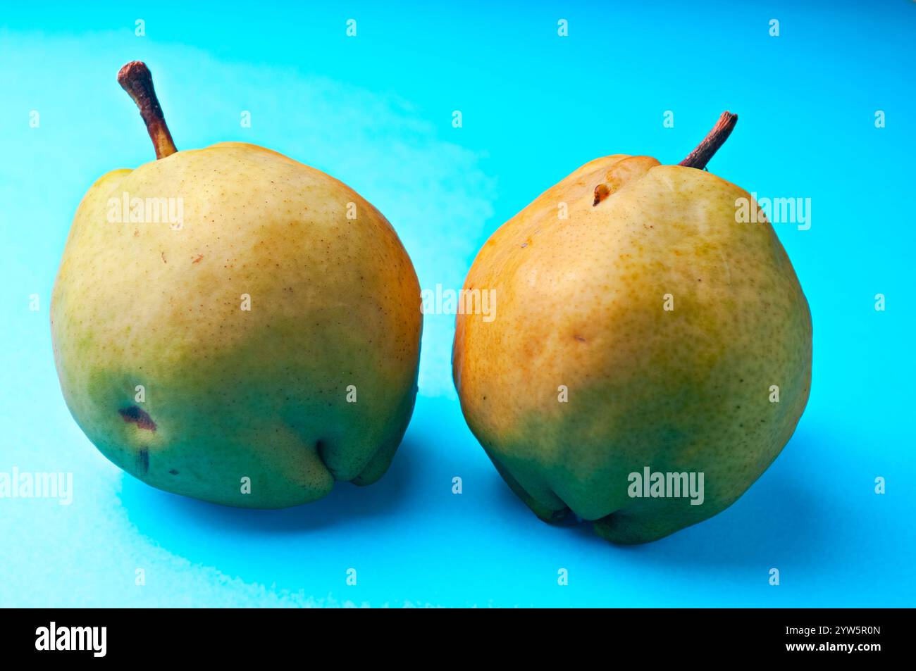Large pears from the Spanish orchard Stock Photo - Alamy