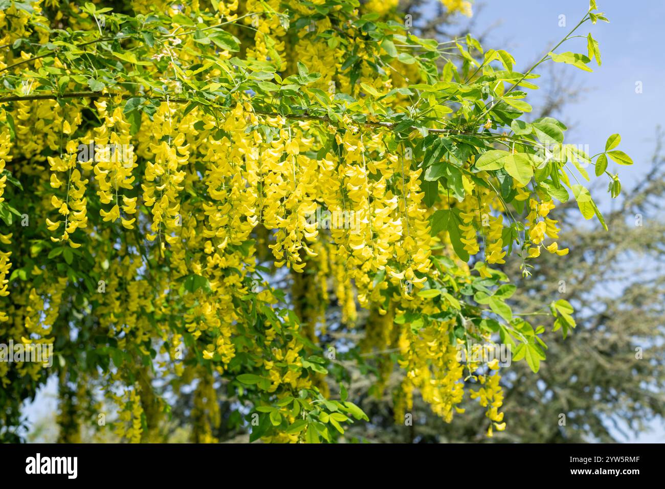 Laburnum tree cut out hi-res stock photography and images - Alamy