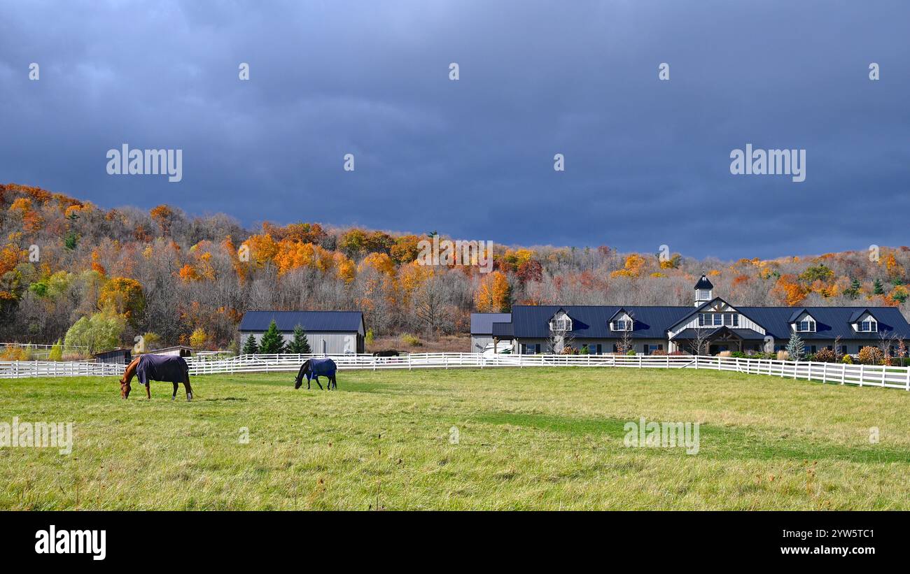 Horses in the stable with autumn leaf colour Stock Photo - Alamy