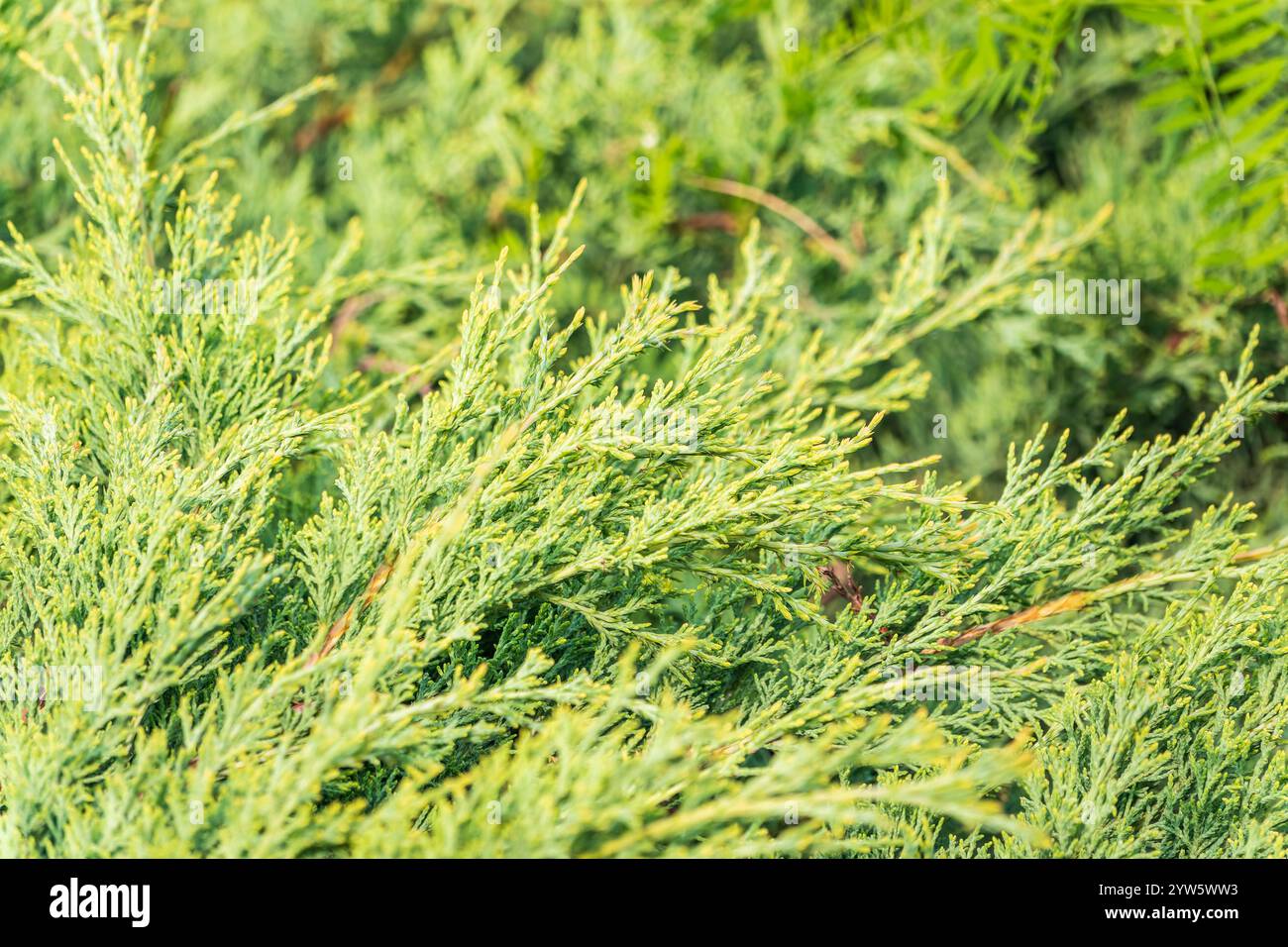 Bright green juniper branches illuminated by the sun. Juniper bush in ...