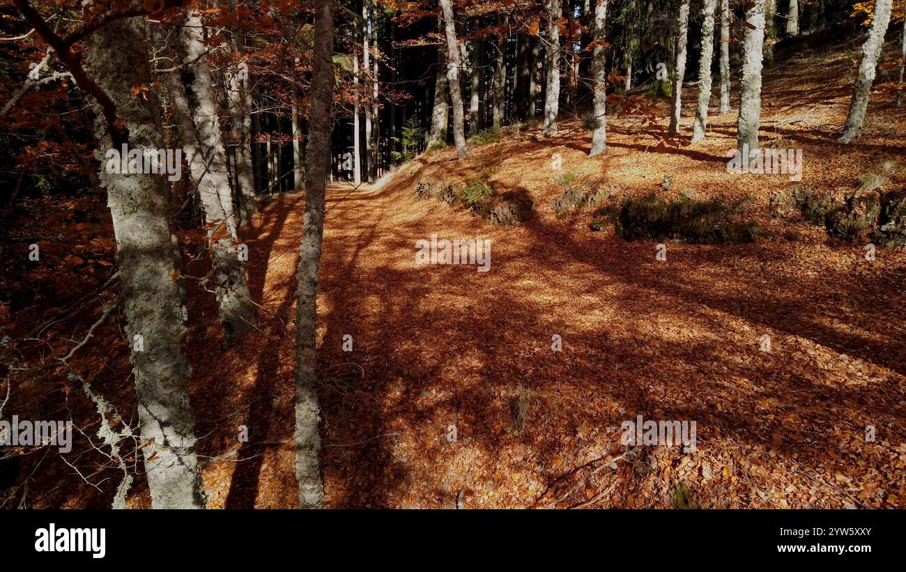 São Lourenço Beech Tree Forest, pathway leaves fall in ground landscape ...