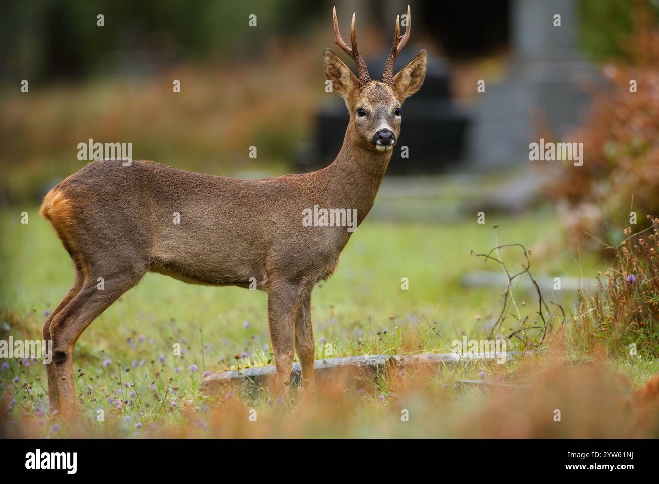 Beautiful roe deer buck hi-res stock photography and images - Alamy