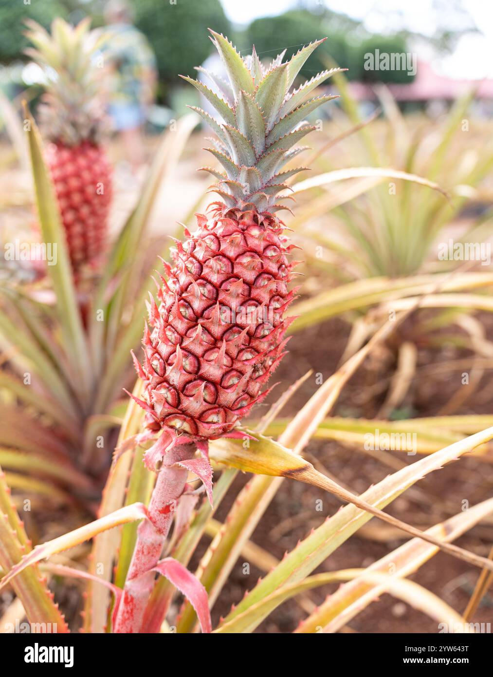 Dole plantation pineapple maze hi-res stock photography and images - Alamy