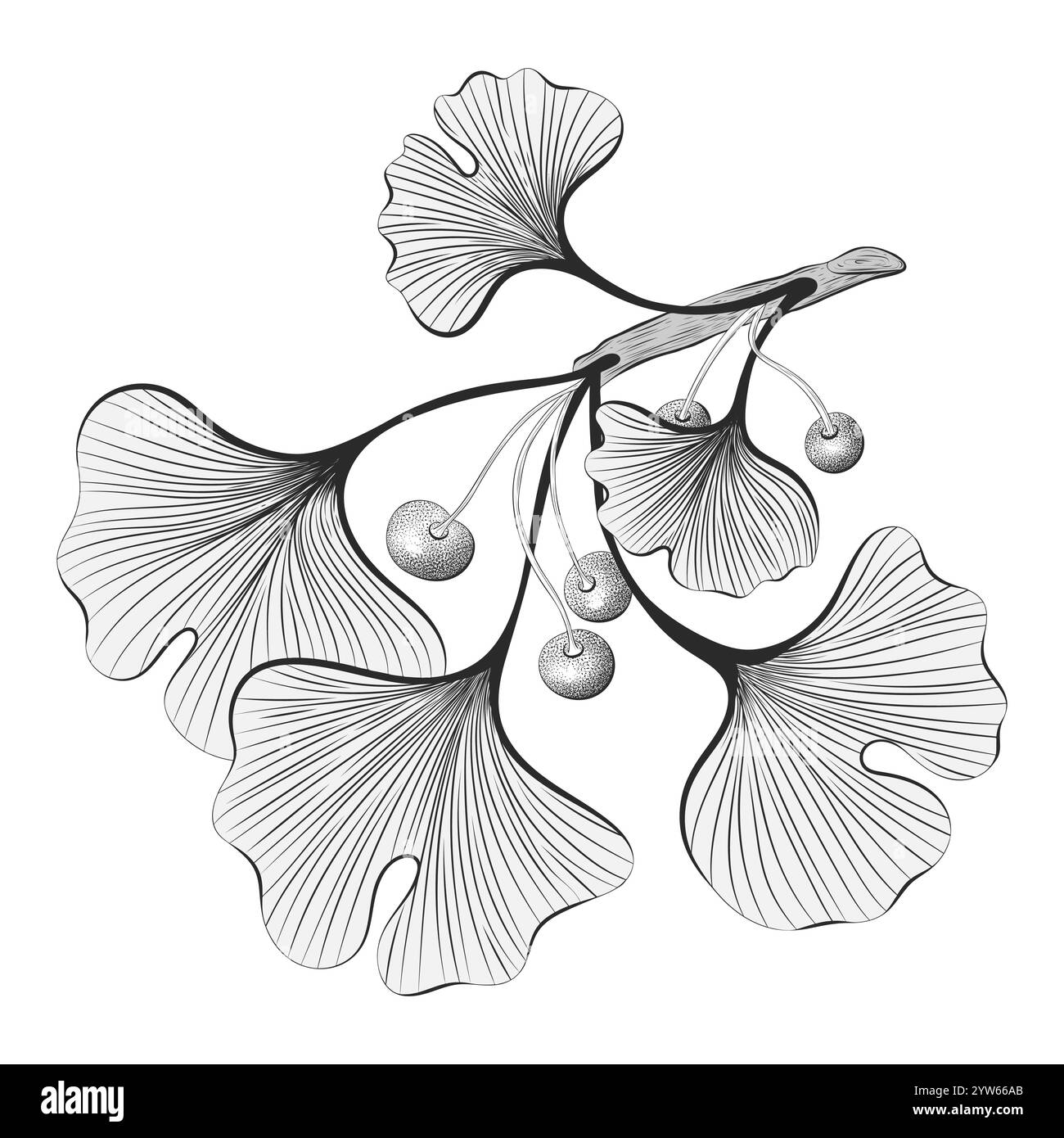 Hand-drawn ginkgo biloba outline vector illustration, botanical sketch ...