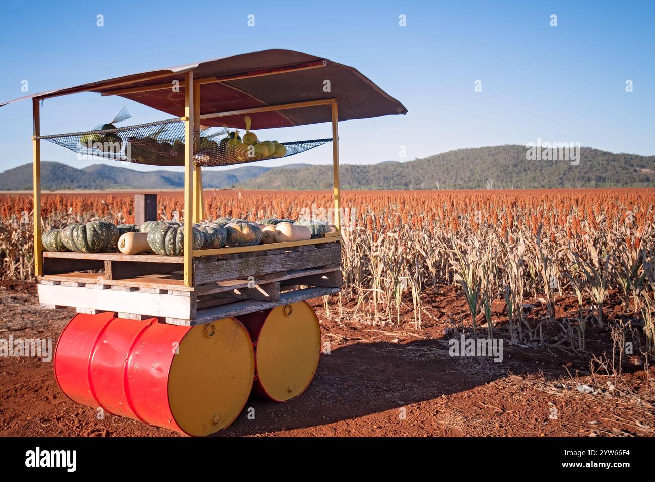 Pumpkin stand on roadside, in front of sorghum field and farm, rural ...