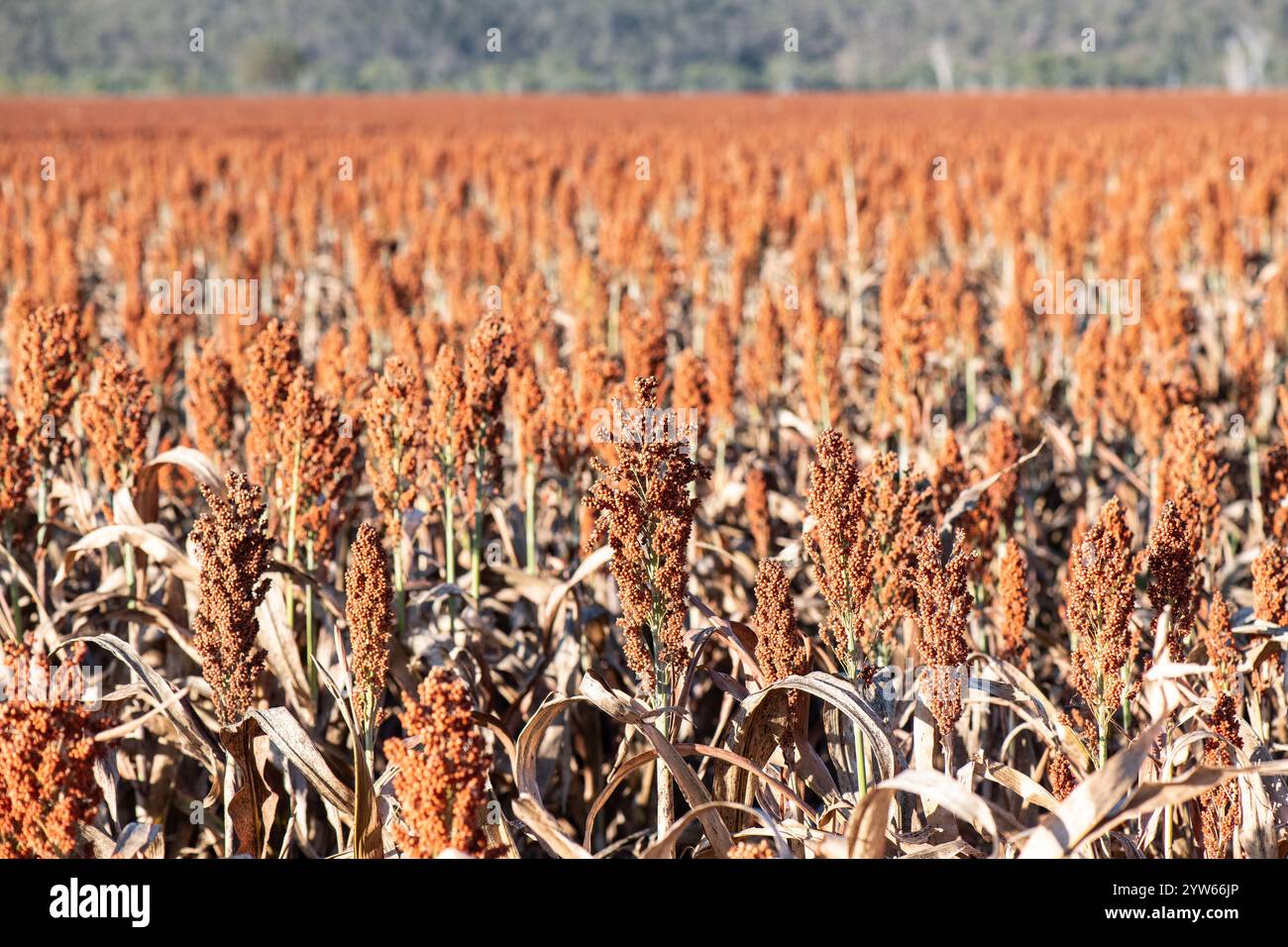 sorghum field ready for harvest, farm in rural Queensland, Australia ...