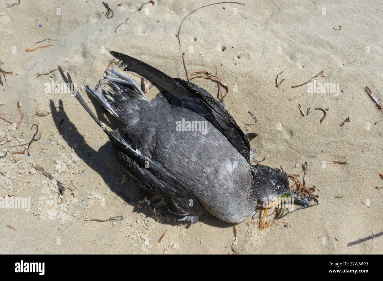 Dead exhausted and starved migrating Short-tailed Muttonbird (Ardenna ...
