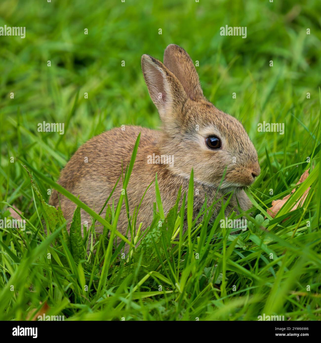 A Wild Rabbit Feeding on Grass Stock Photo - Alamy